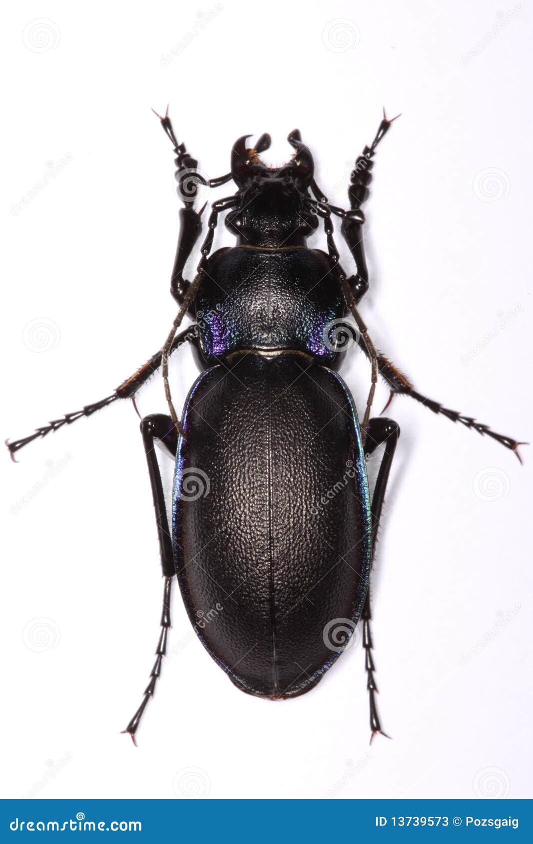Carabus Violaceus Ground Beetle Stock Image - Image of predator ...