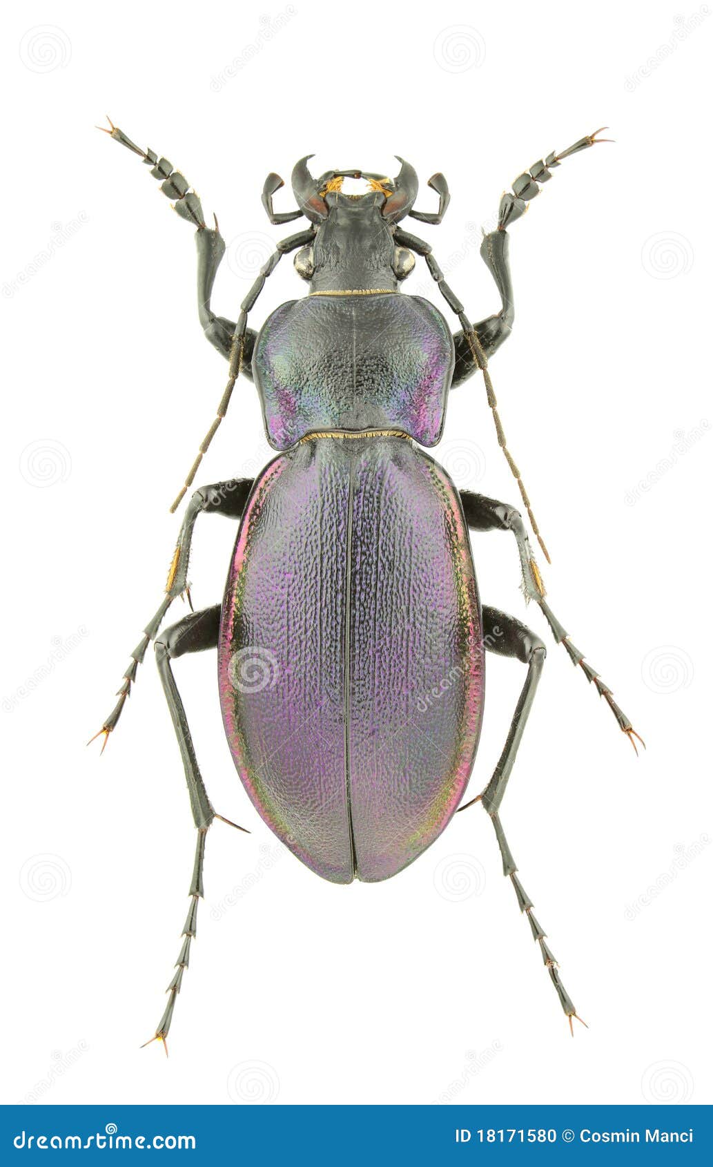 Carabus Violaceus Purpurascens. Beautiful Red-green Beetle On The Rock ...