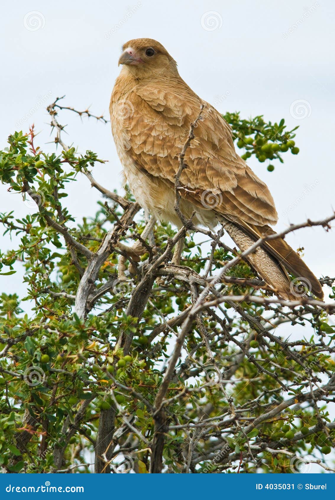 Caraca de Chimango imagen de archivo. Imagen de america - 4035031