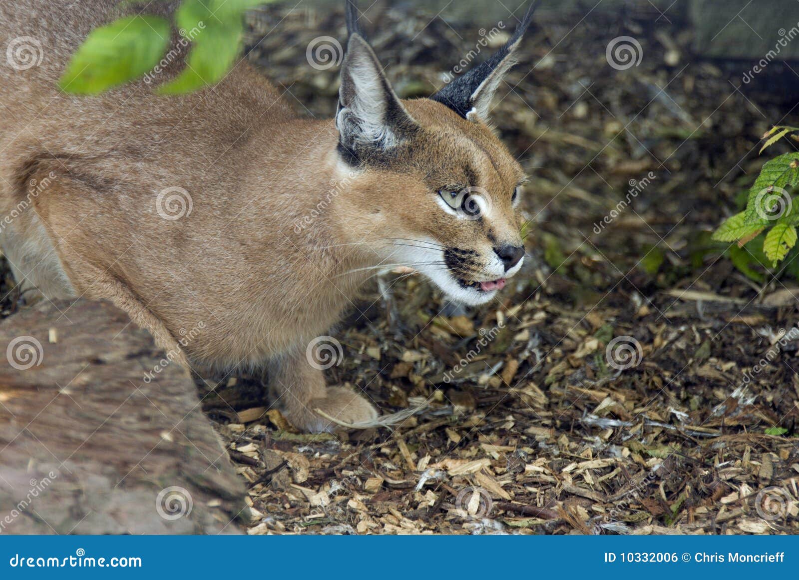 Caracals Royalty-Free Stock Photo | CartoonDealer.com #42807183