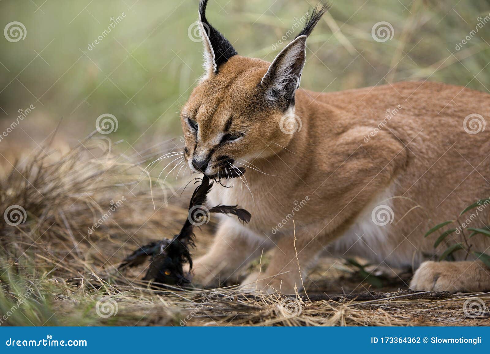 CARACAL caracal caracal stock photo. Image of africa - 173364362