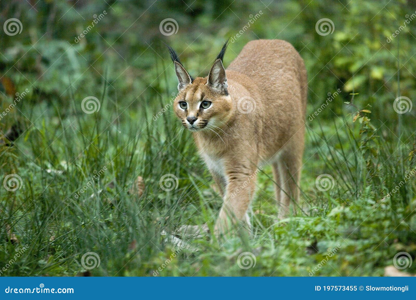 Caracal, caracal caracal stock image. Image of carnivora - 197573455