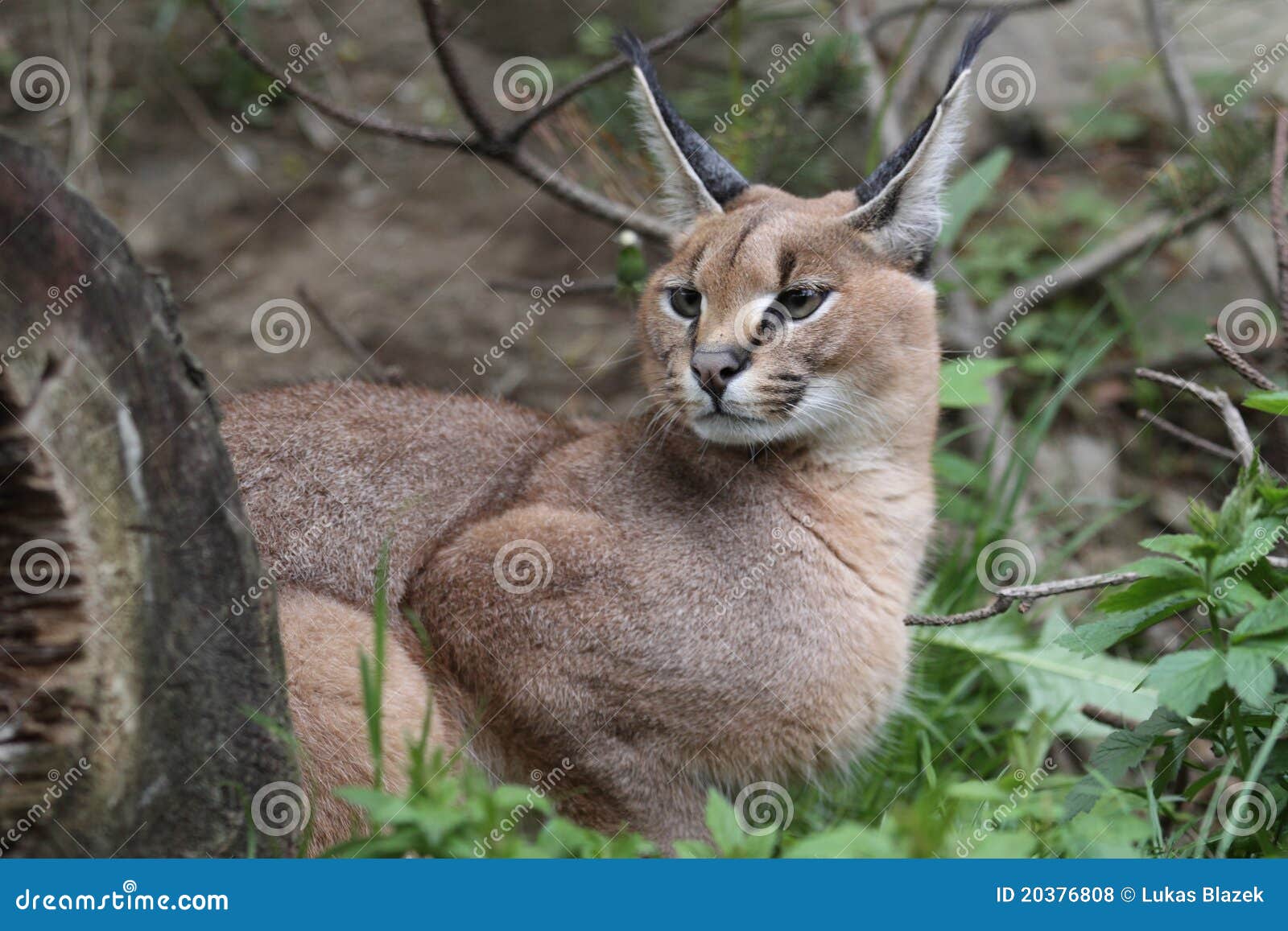 Caracal stock photo. Image of caracal, slender, animal - 20376808