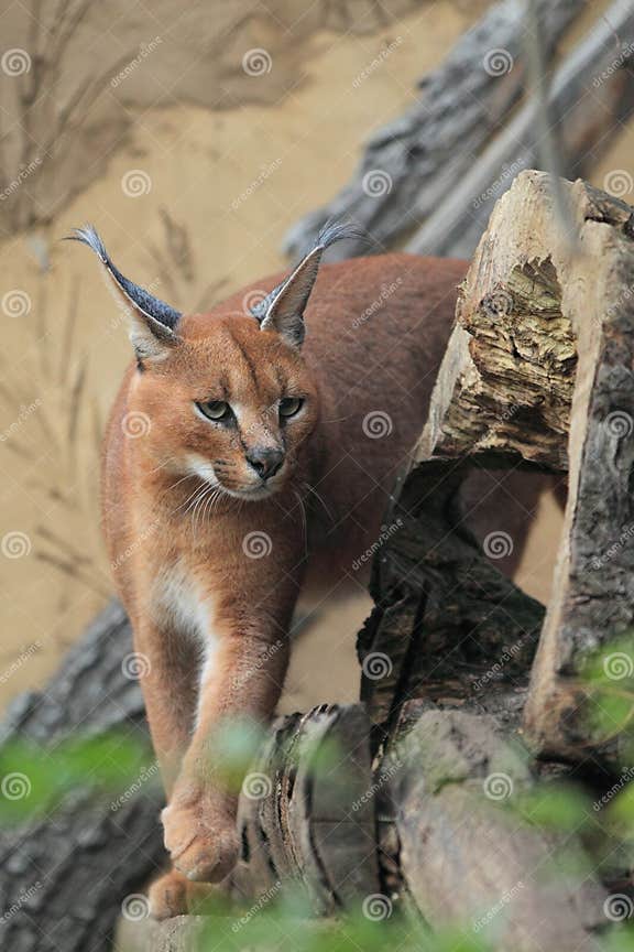 Caracal stock photo. Image of adult, persian, egyptian - 21708692