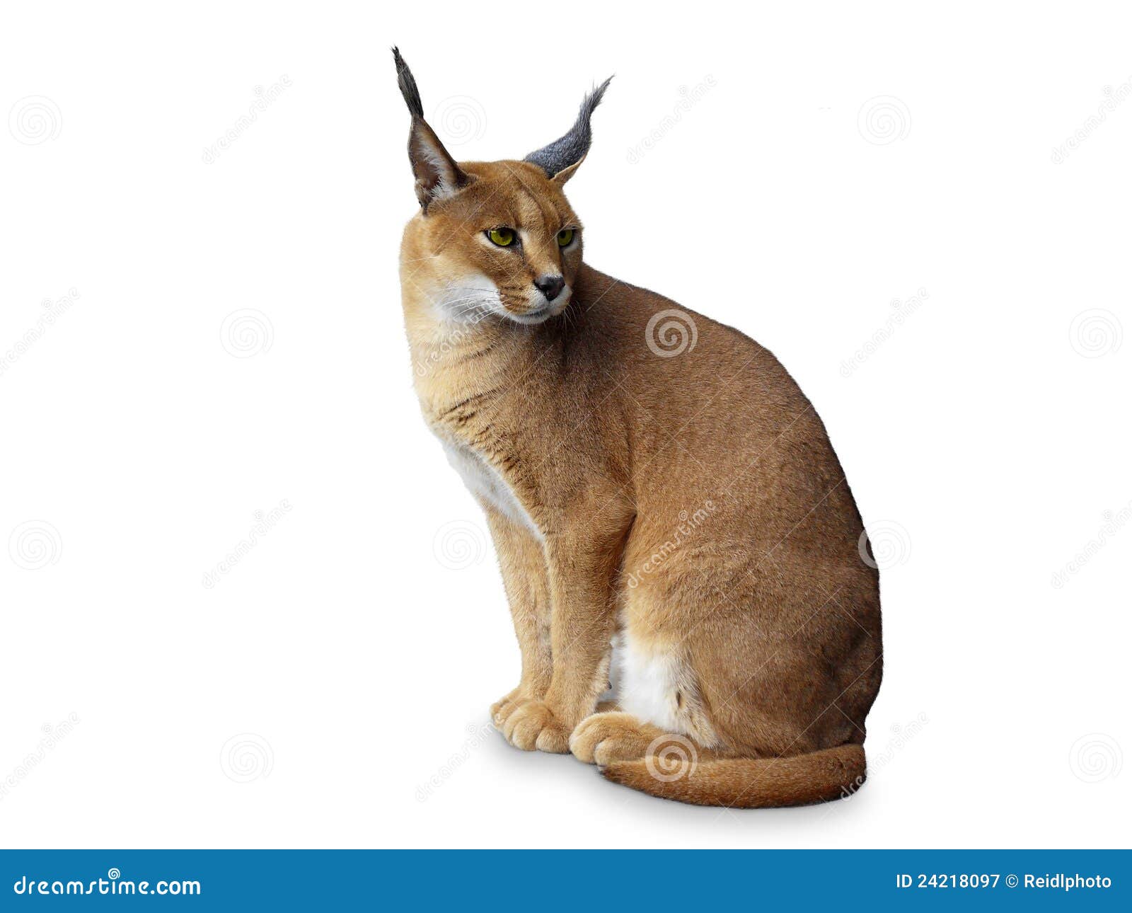 Caracal stock image. Image of hair, tail, front, paws - 24218097