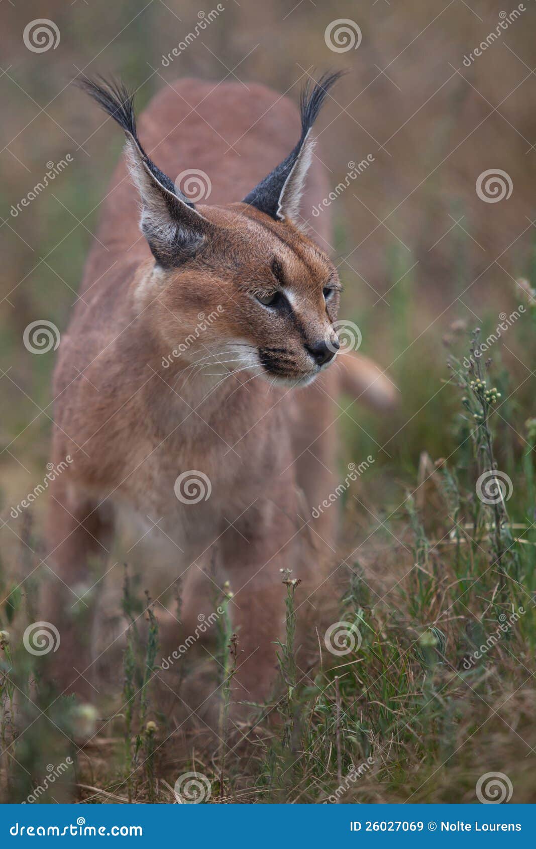Caracal stock image. Image of africa, hunter, park, leader - 26027069