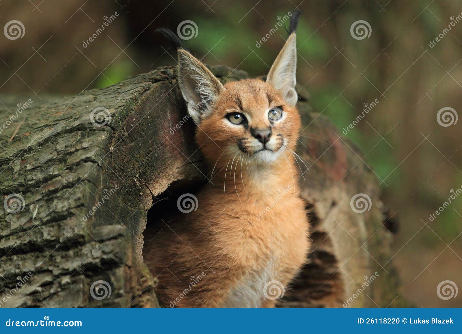 Caracal Royalty-Free Stock Photo | CartoonDealer.com #17083161