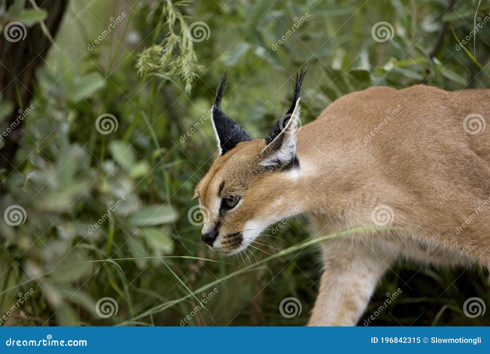 Caracal, Caracal Caracal, Adult Stock Image - Image of standing, adult ...