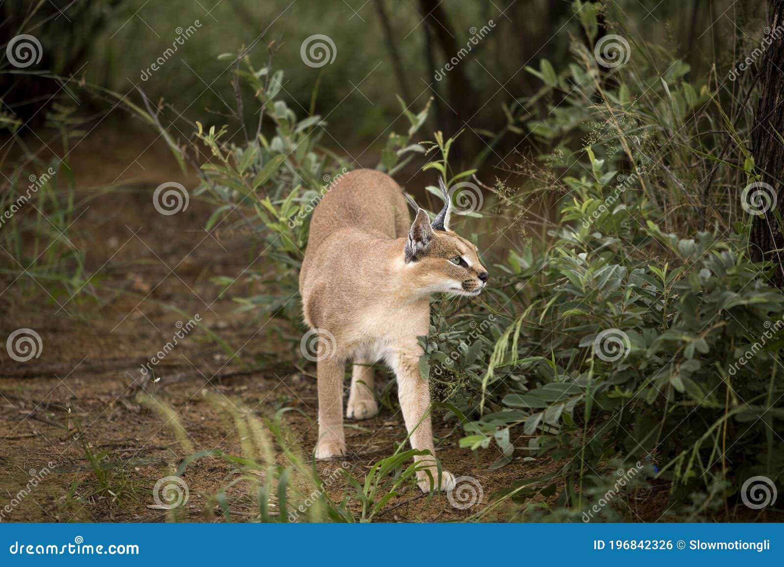 Adult Animal Caracal in Bush Stock Photo - Image of wildlife, carnivora ...