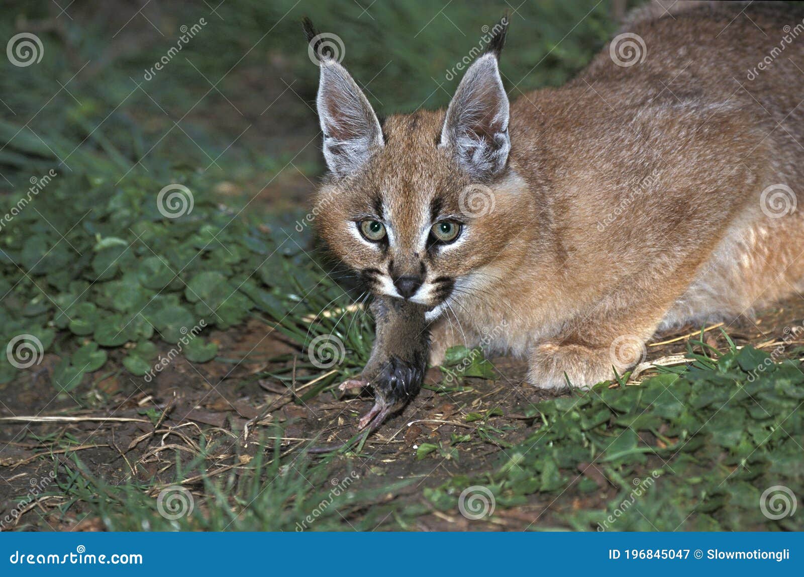 Caracal Eating