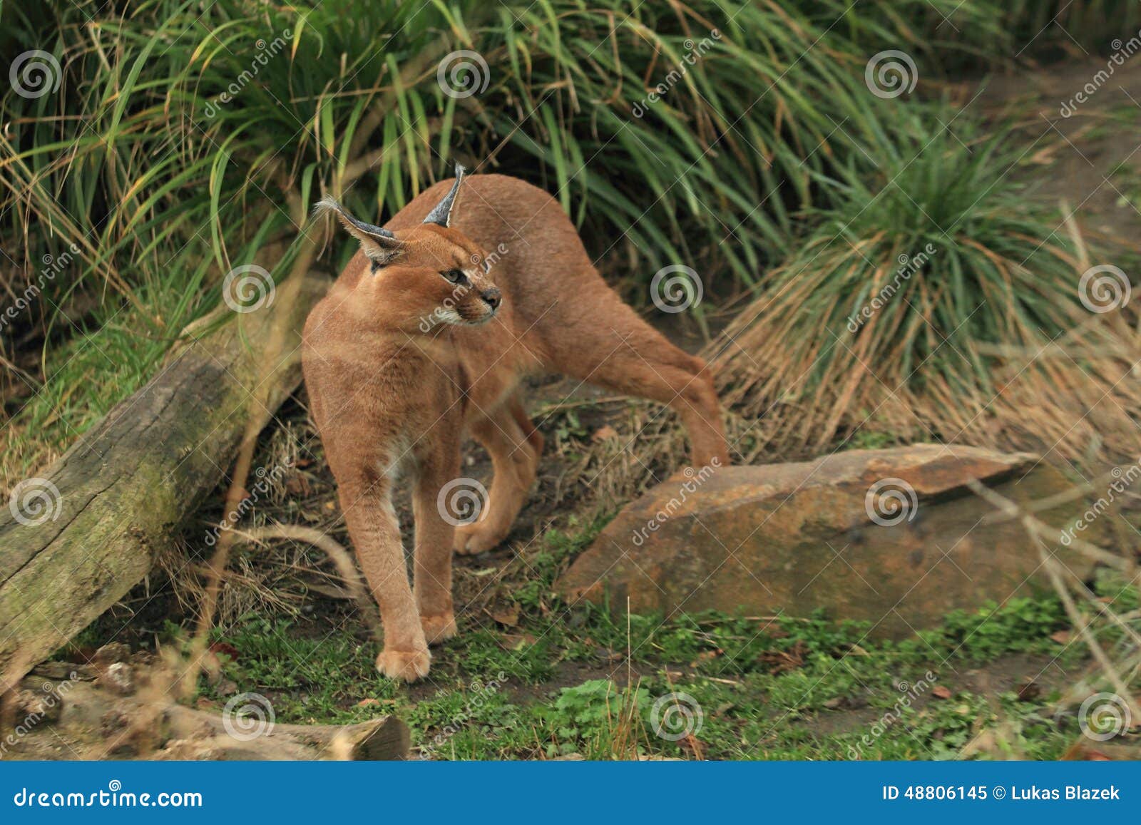 Caracal stock image. Image of soil, africa, animal, adult - 48806145