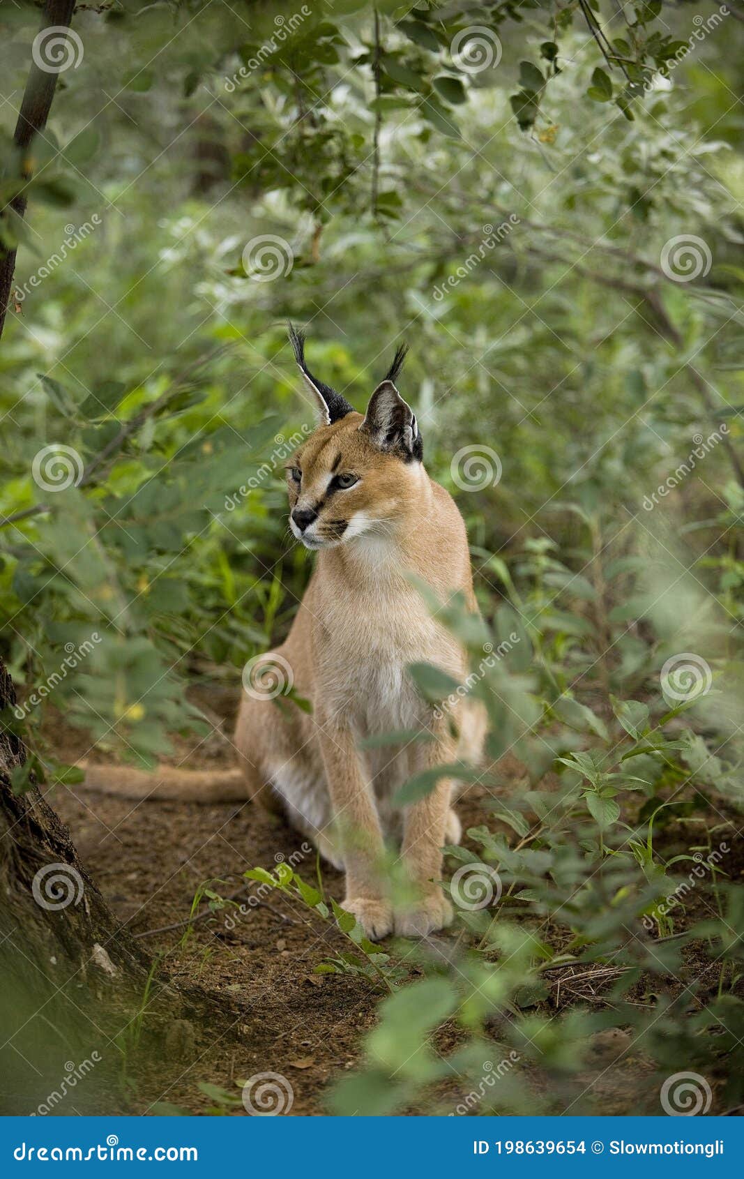 Caracal, Caracal Caracal, Adult Hunting Bird, Standing On Hind Legs ...
