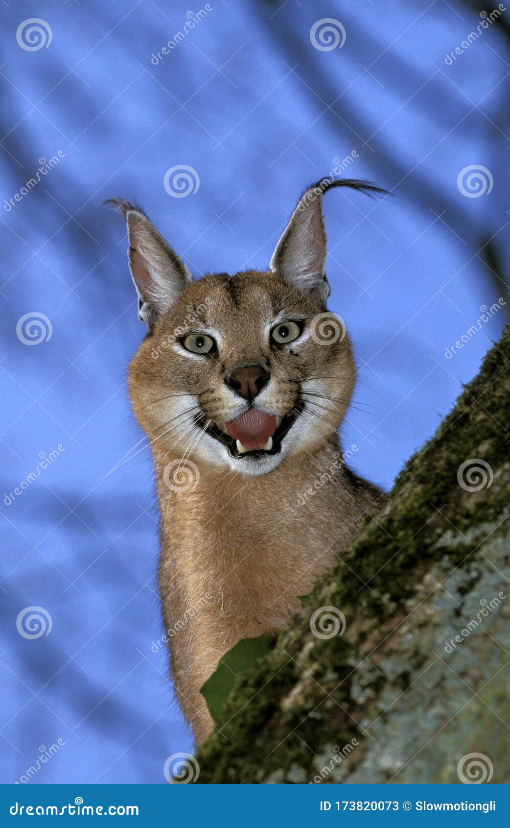 CARACAL caracal caracal stock image. Image of mouth - 173820073