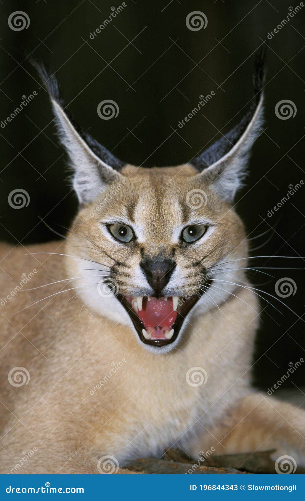 Caracal, Caracal Caracal, Adult Snarling Stock Image - Image of head ...