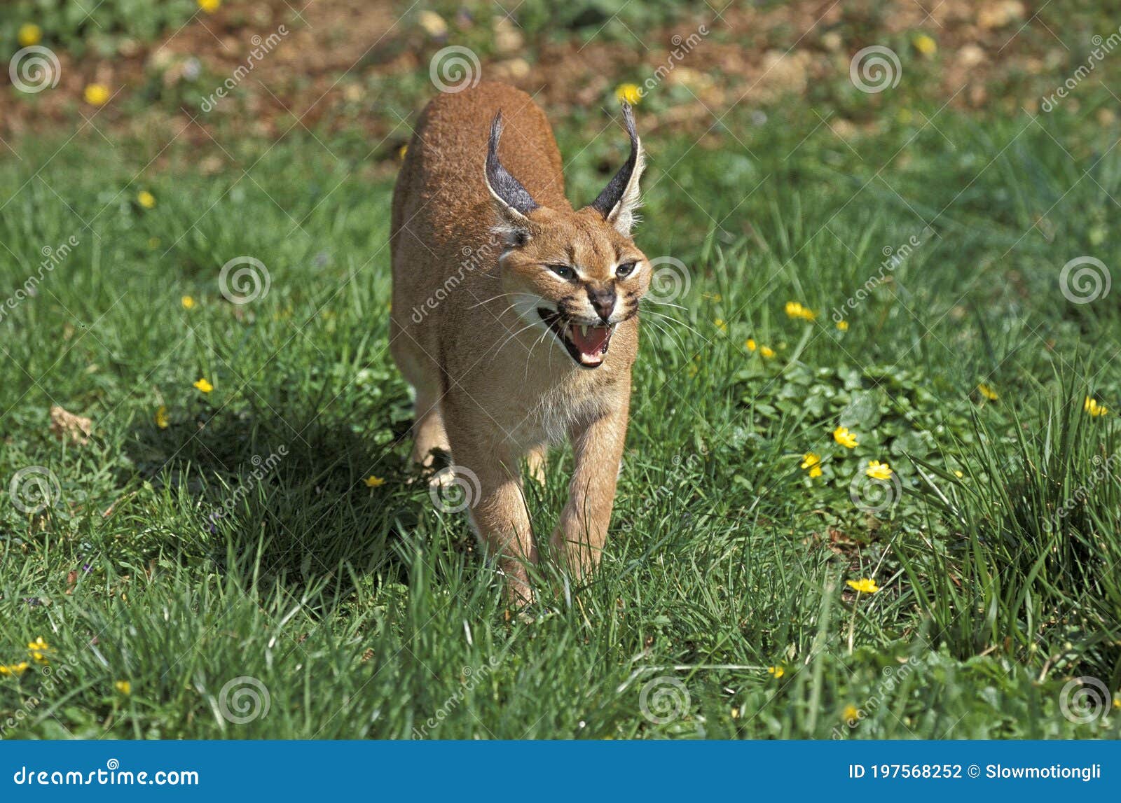 Caracal, Caracal Caracal, Adult Standing On Grass Stock Photography ...