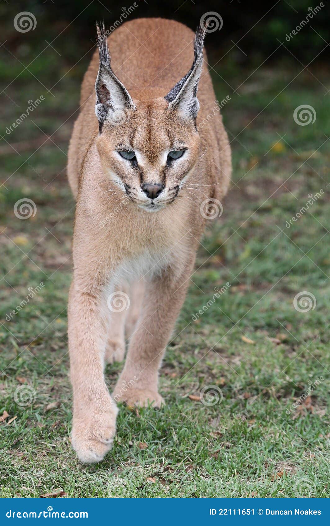 Caracal or African Lynx stock image. Image of full, wildlife - 22111651