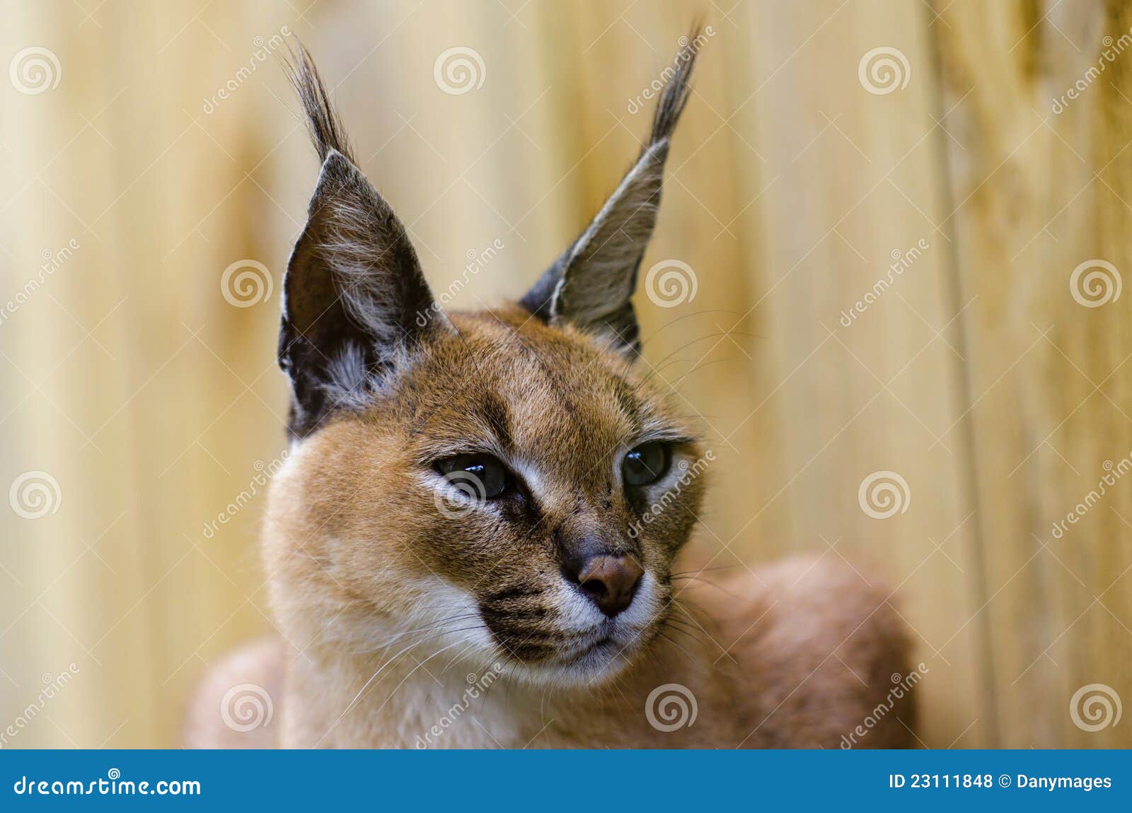 Caracal African wild cat stock photo. Image of snout - 23111848