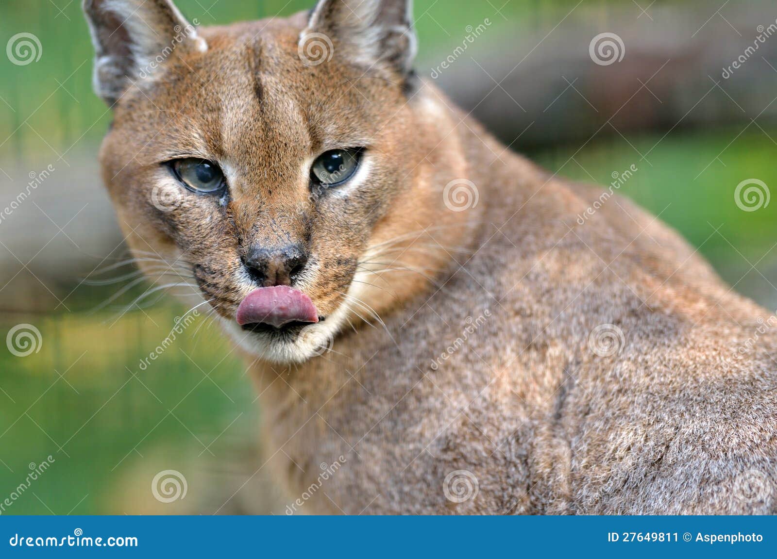 Caracal (afrikanischer Luchs) Katze Stockbild - Bild von zufuhr, lecken ...