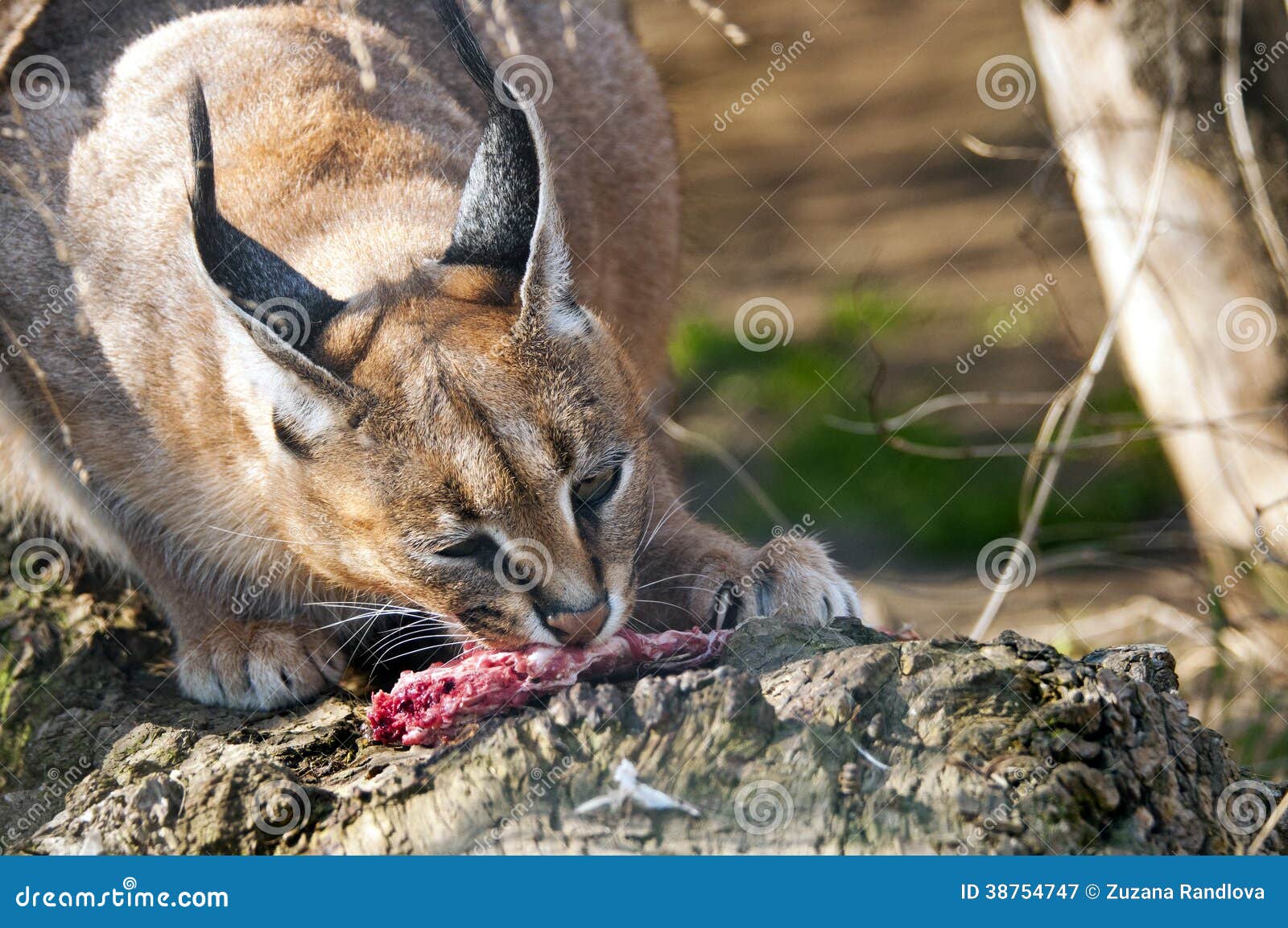 Caracal Stock Image. Image Of Mammal, Wild, Caracal, Claw - 38754747 DC6