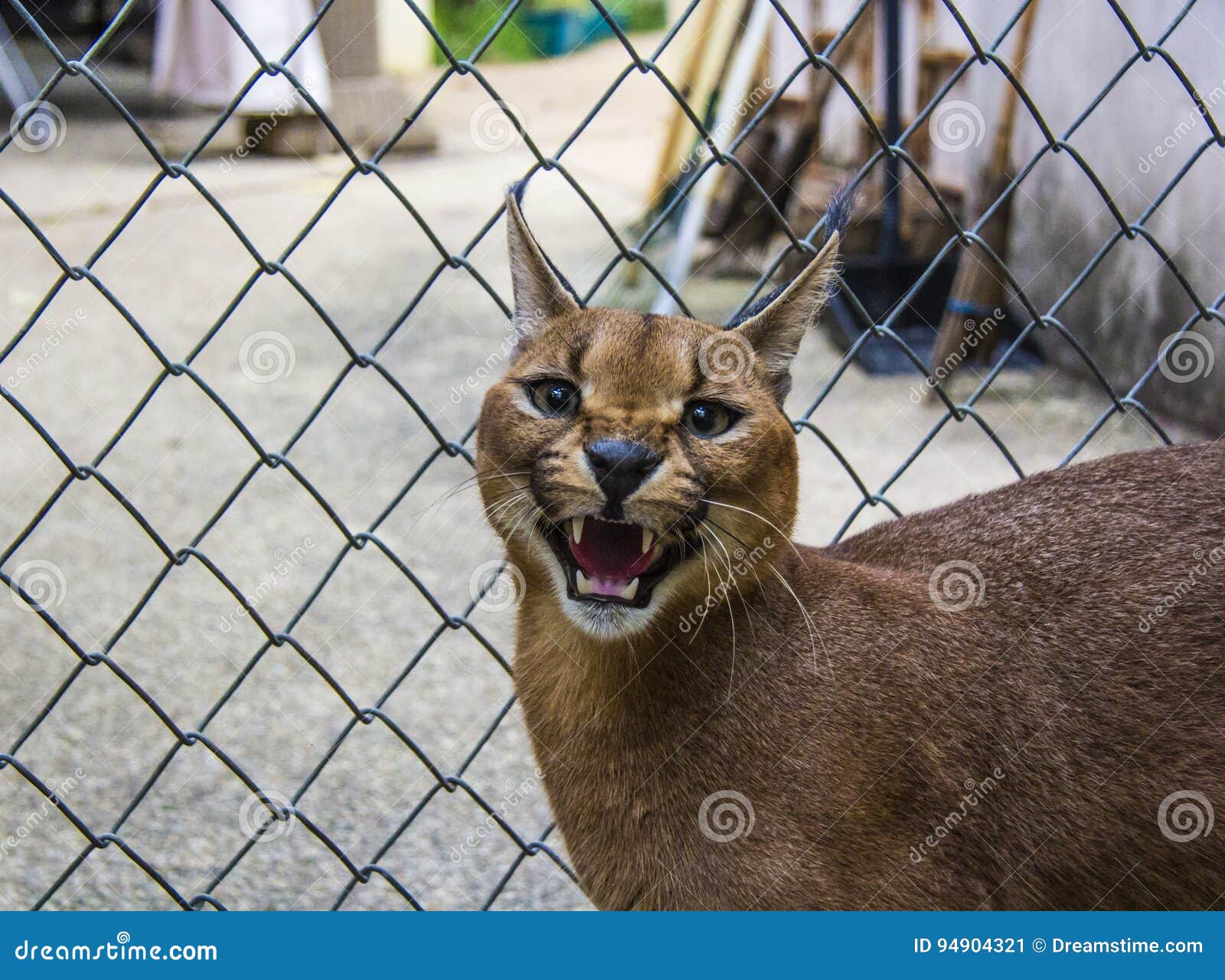 Caracal stock image. Image of kitten, nature, photoshoot - 94904321