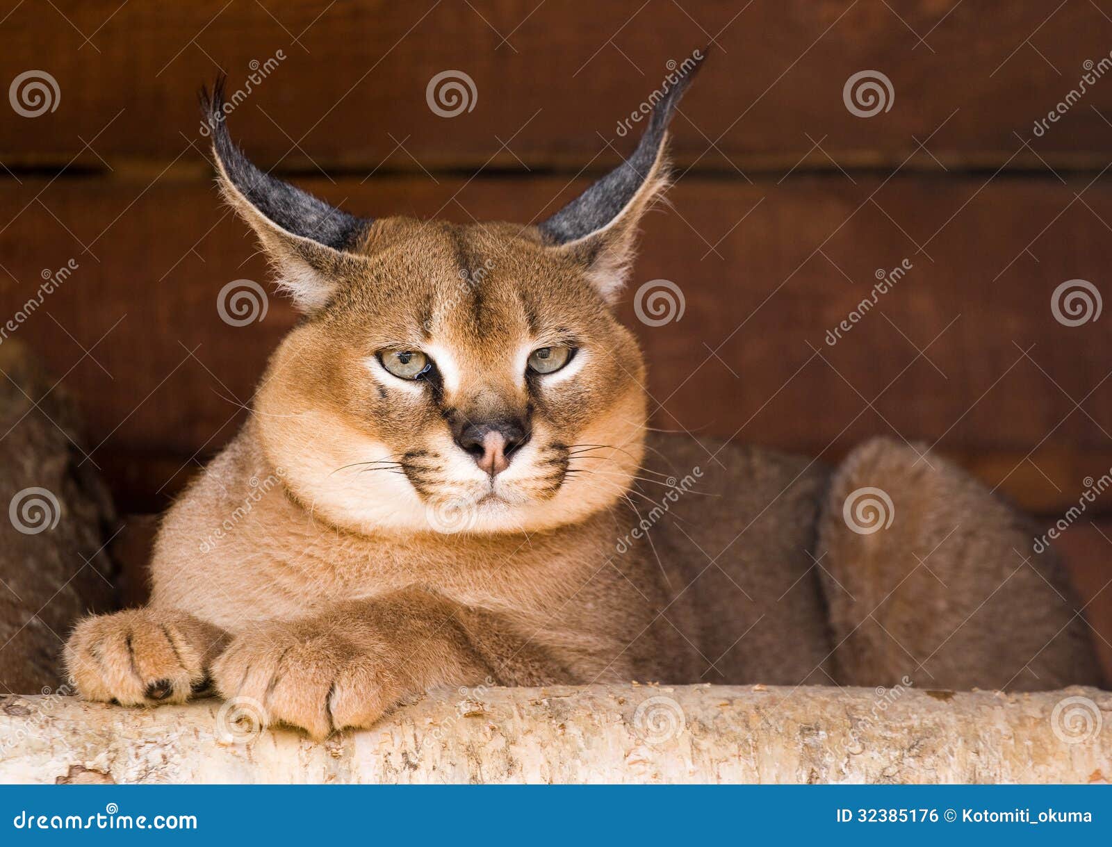 Caracal Lynx Hybrid