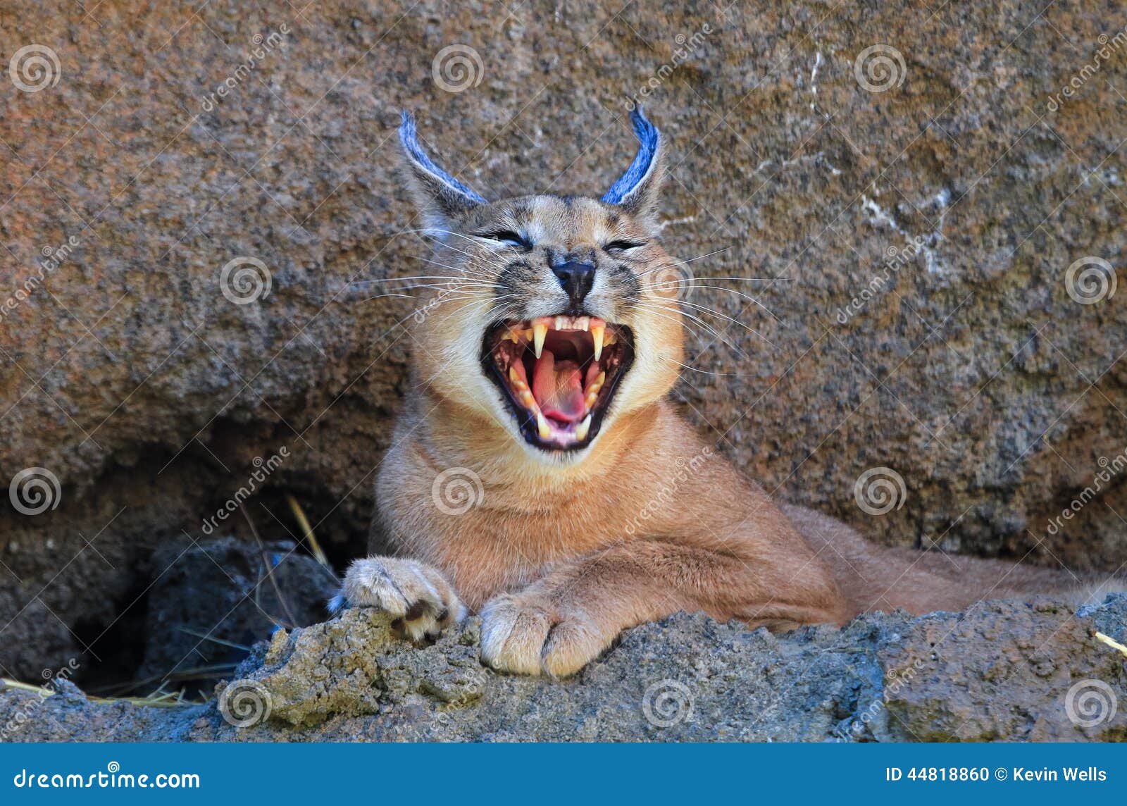 Caracal Baring Teeth stock photo. Image of predator, prey - 44818860