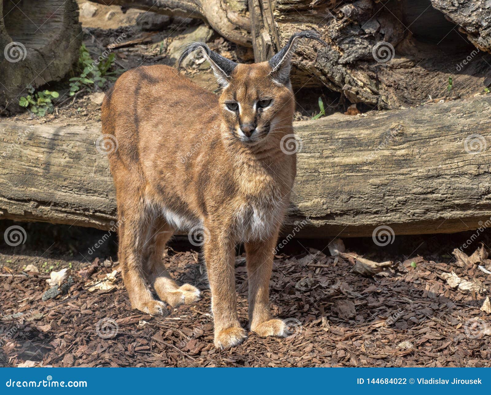 Caracal, Caracal Caracal, Can Jump To a Great Height Stock Photo ...