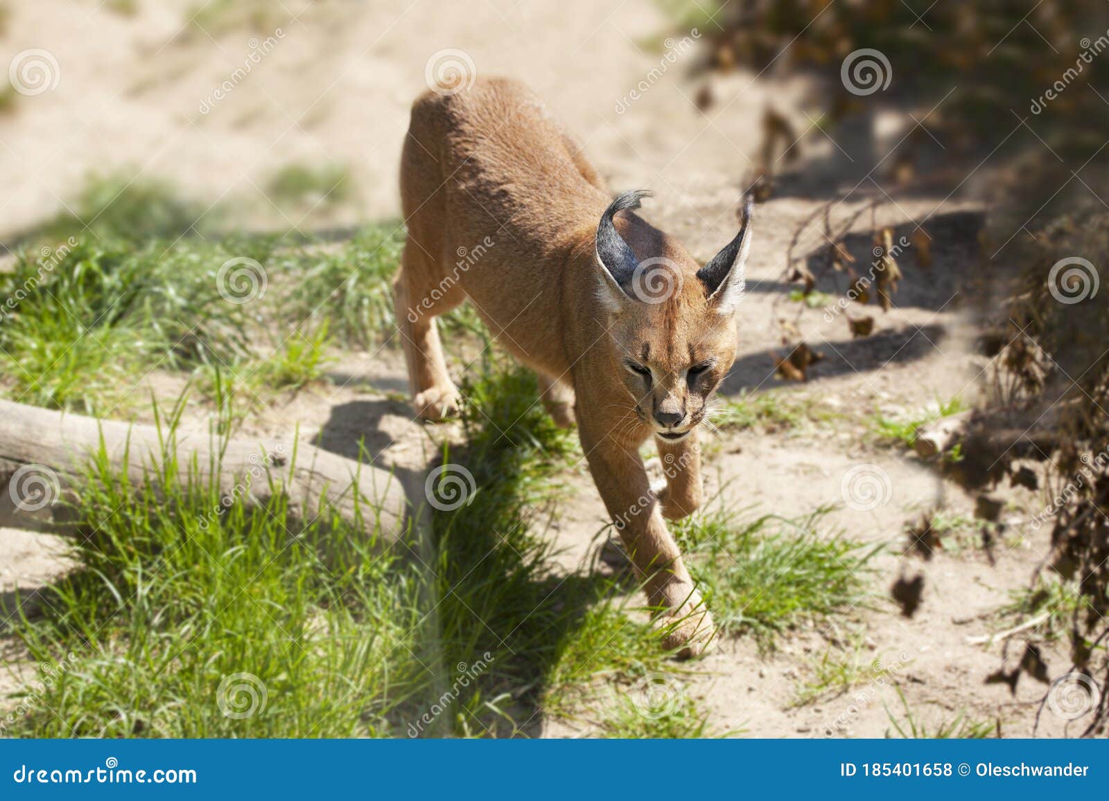 Caracal Walking, South Africa, (Felis Caracal) Royalty-Free Stock ...