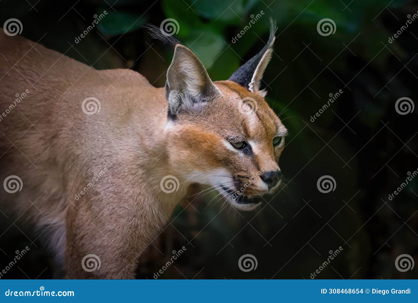 Caracal or Desert Lynx stock photo. Image of desert - 308468654