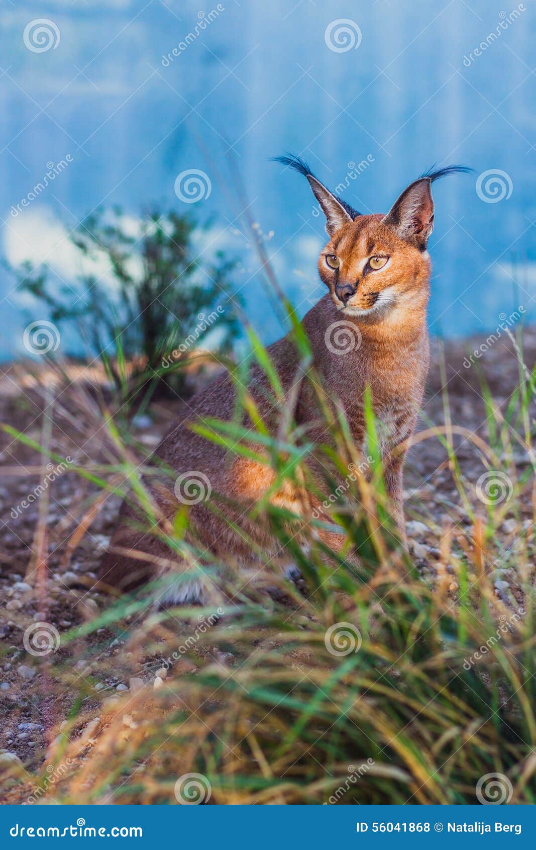Caracal or desert lynx stock photo. Image of desert, animal - 56041868
