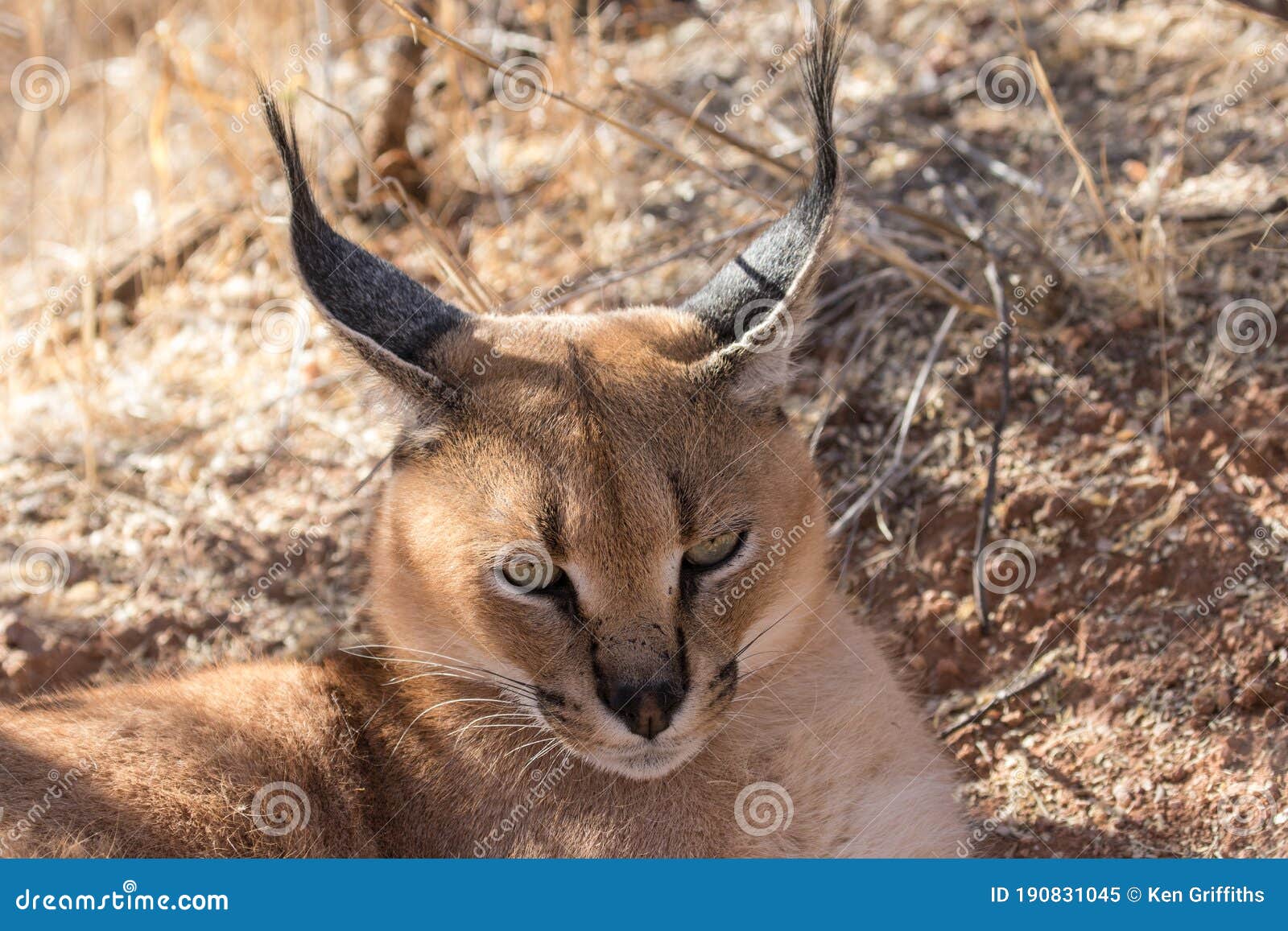Caracal or desert Lynx stock image. Image of wildlife - 190831045