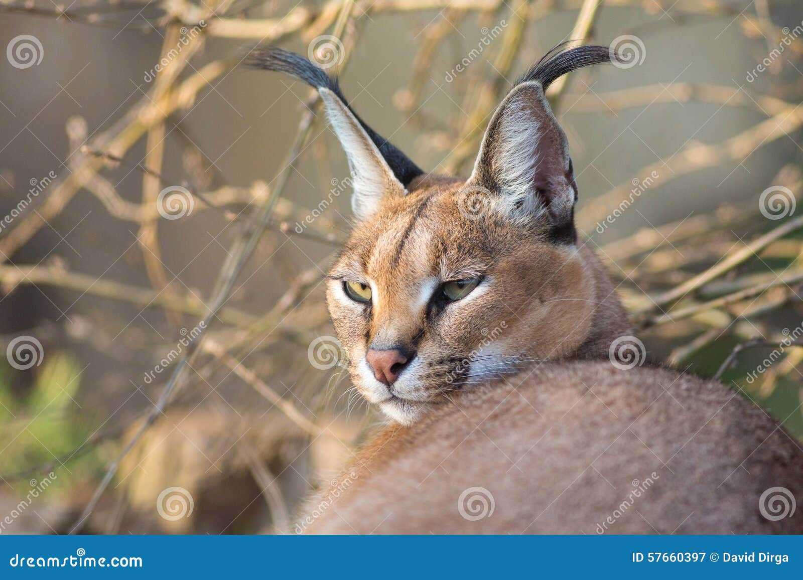 African Caracal Lynx
