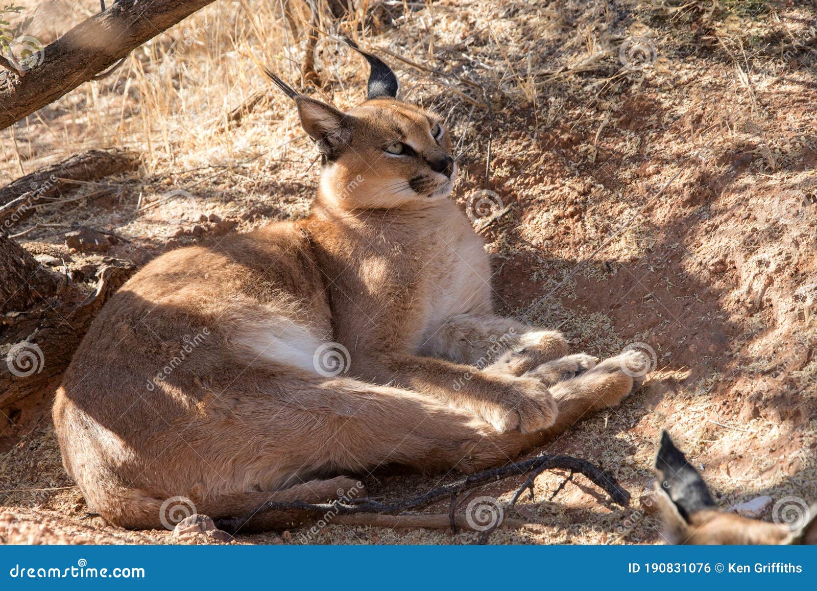Caracal or desert Lynx stock photo. Image of wildlife - 190831076