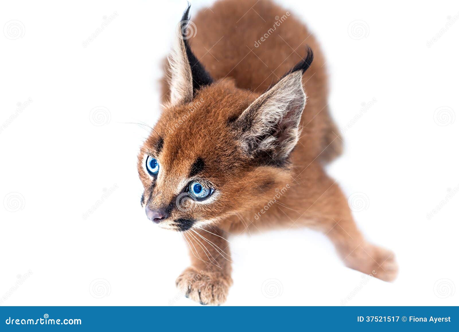 Newborn Caracal