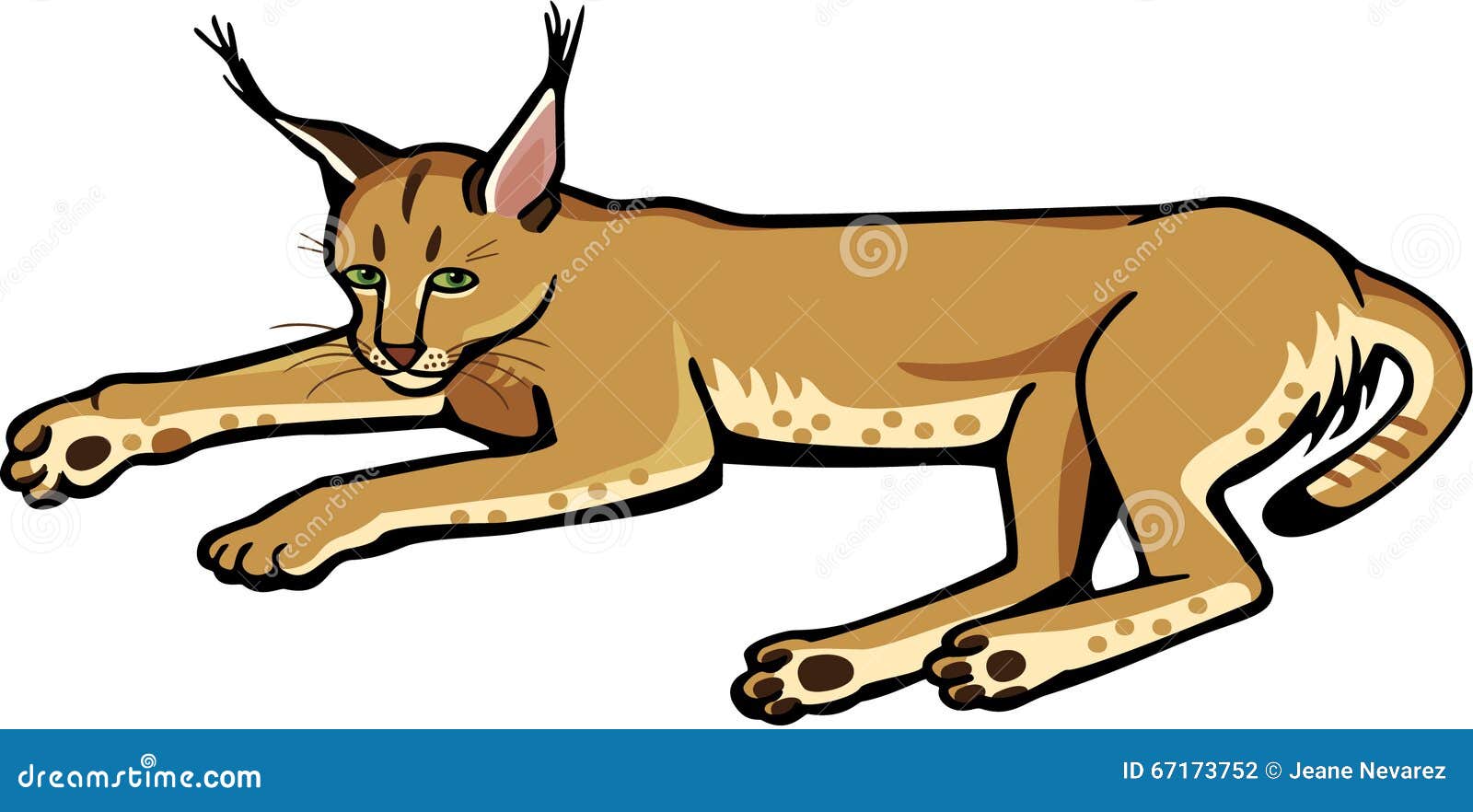 Caracal Lying Down Vector Illustration | CartoonDealer.com #67173752