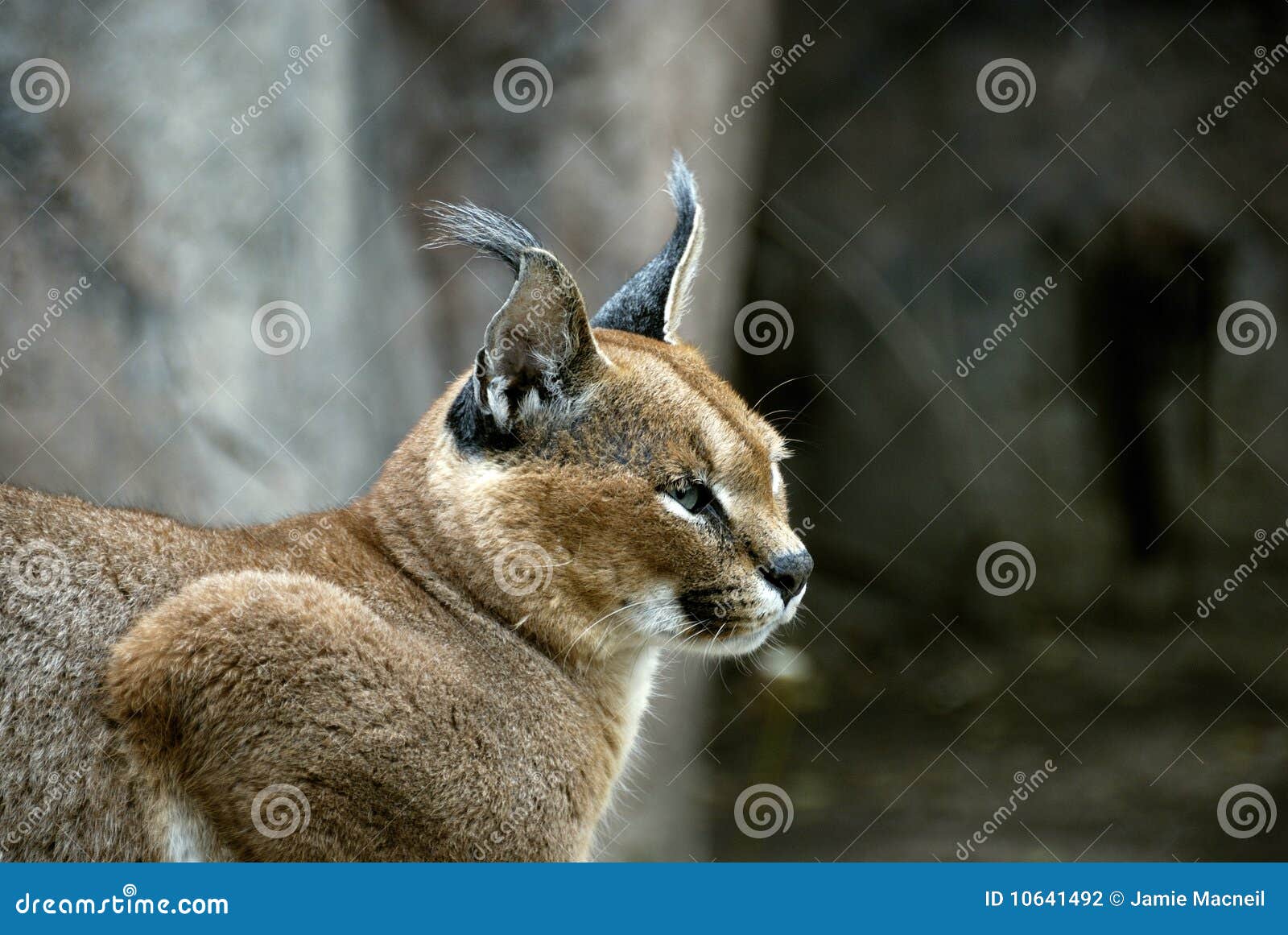 Caracal Lynx stock photo. Image of endangered, elegant - 10641492
