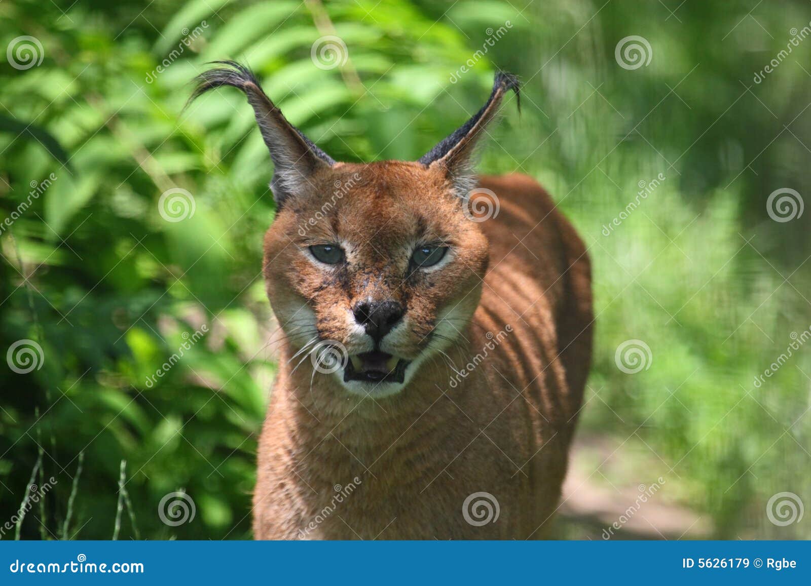 Caracal lynx stock image. Image of wildlife, lynx, look - 5626179