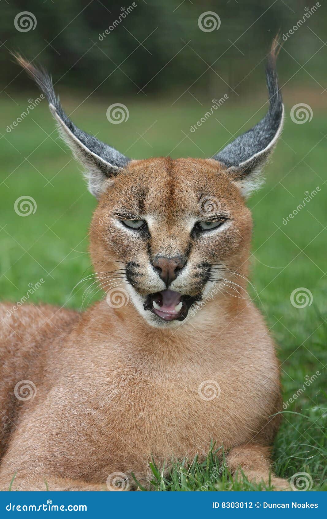 Caracal Lynx