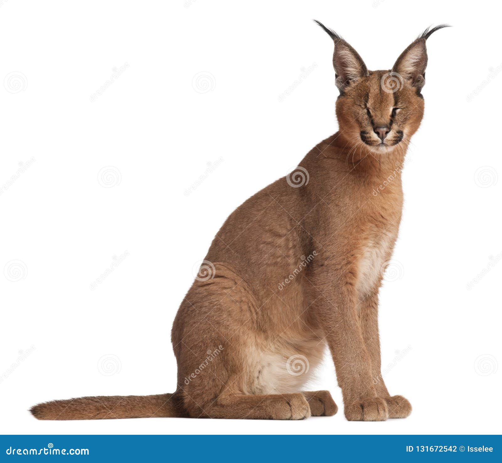 Caracal, Caracal Caracal, 6 Months Old Royalty-Free Stock Image ...