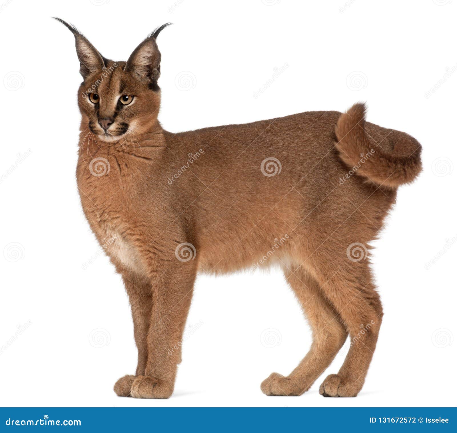Caracal, Caracal Caracal, 6 Months Old Stock Photography ...