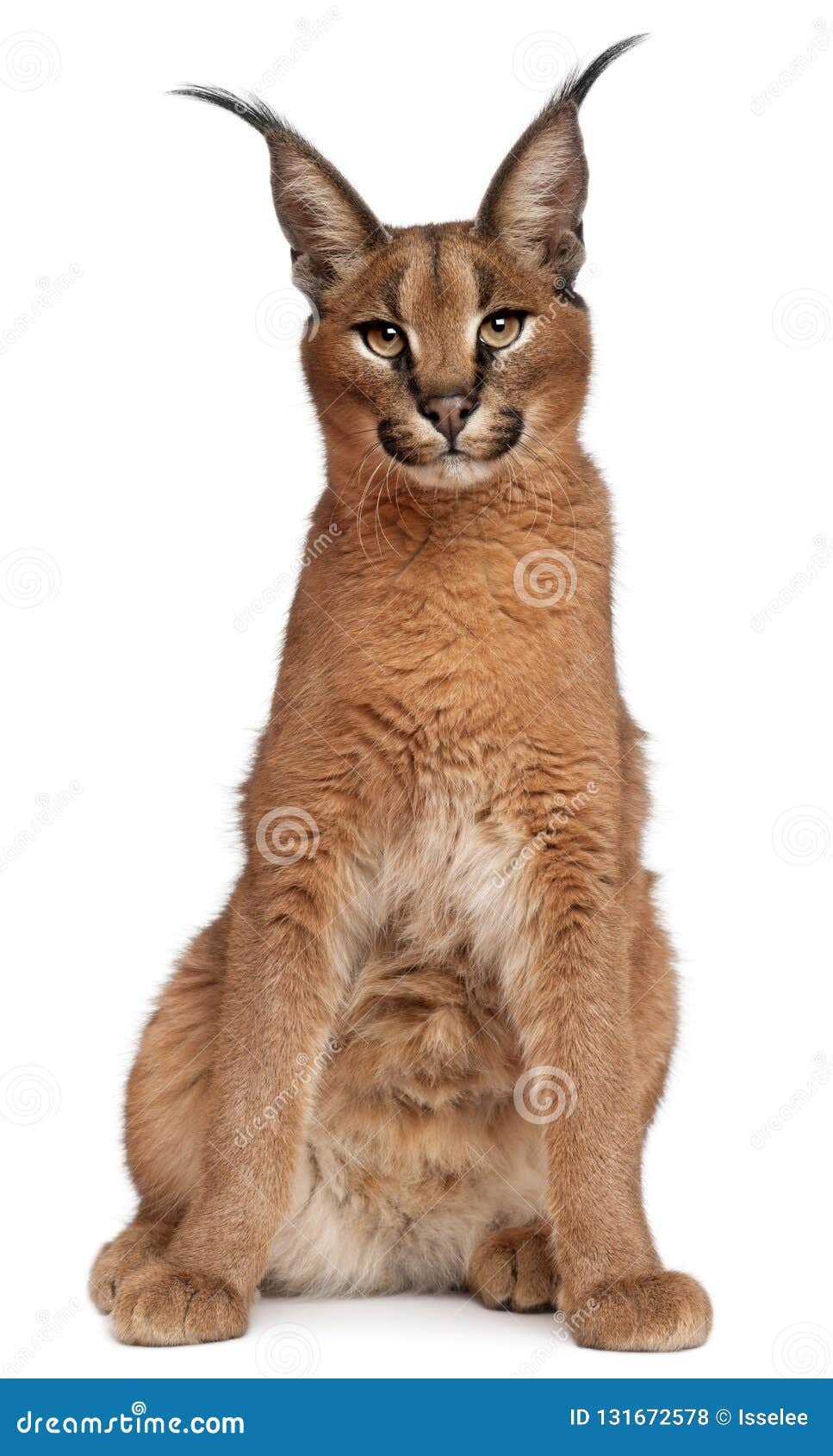 Caracal, Caracal Caracal, 6 Months Old Stock Photography ...