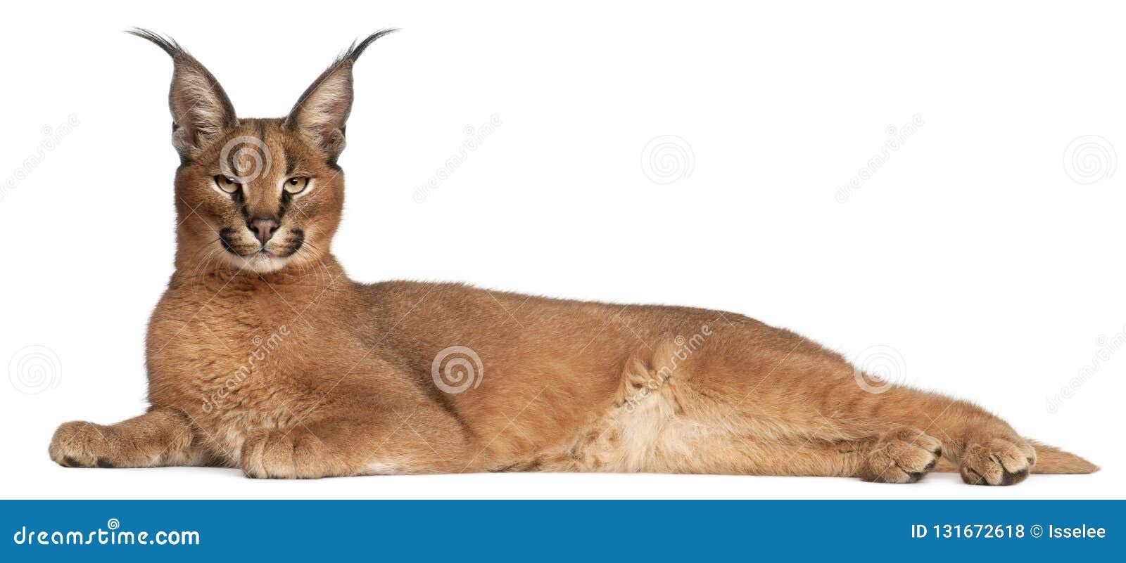Side Caracal Photos - Free & Royalty-Free Stock Photos from Dreamstime