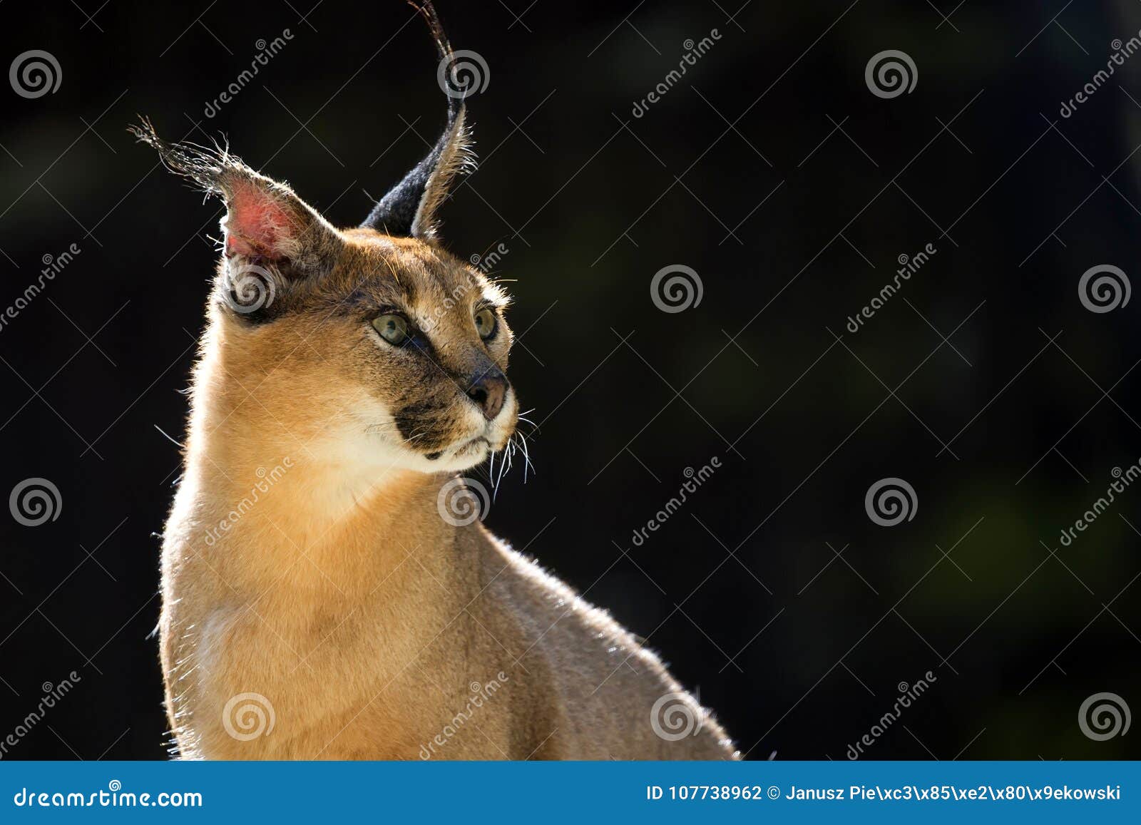 Caracal, a portrait stock photo. Image of animal, fauna - 107738962