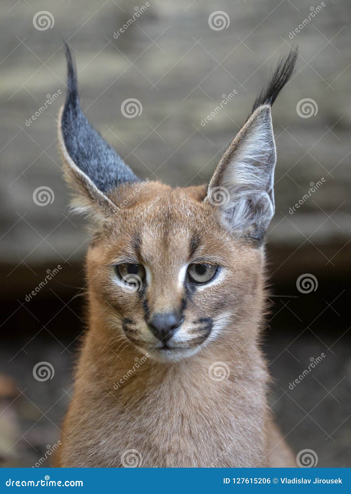 Caracal, Caracal Caracal, Portrait of Young Stock Photo - Image of ...