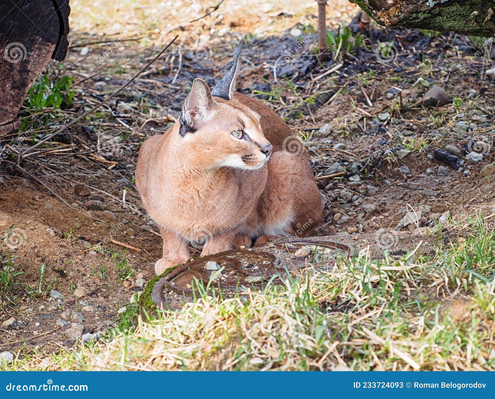 Caracal stock image. Image of closeup, mammal, caracal - 233724093