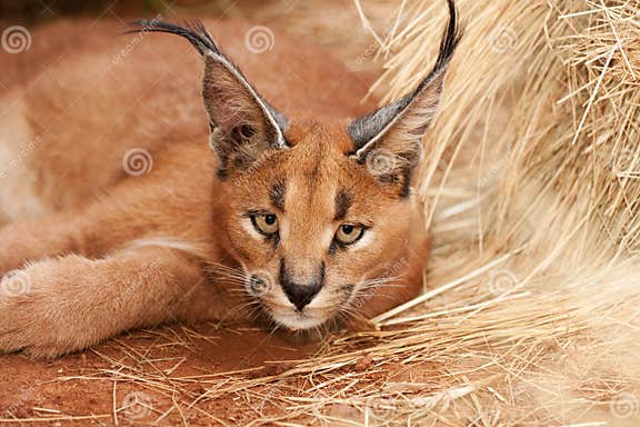 Caracal wild cat stock photo. Image of african, wild - 13691326