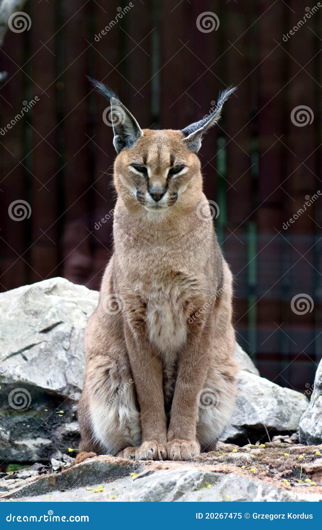 Caracal in zoo stock image. Image of asia, wildlife, muscular - 20267475