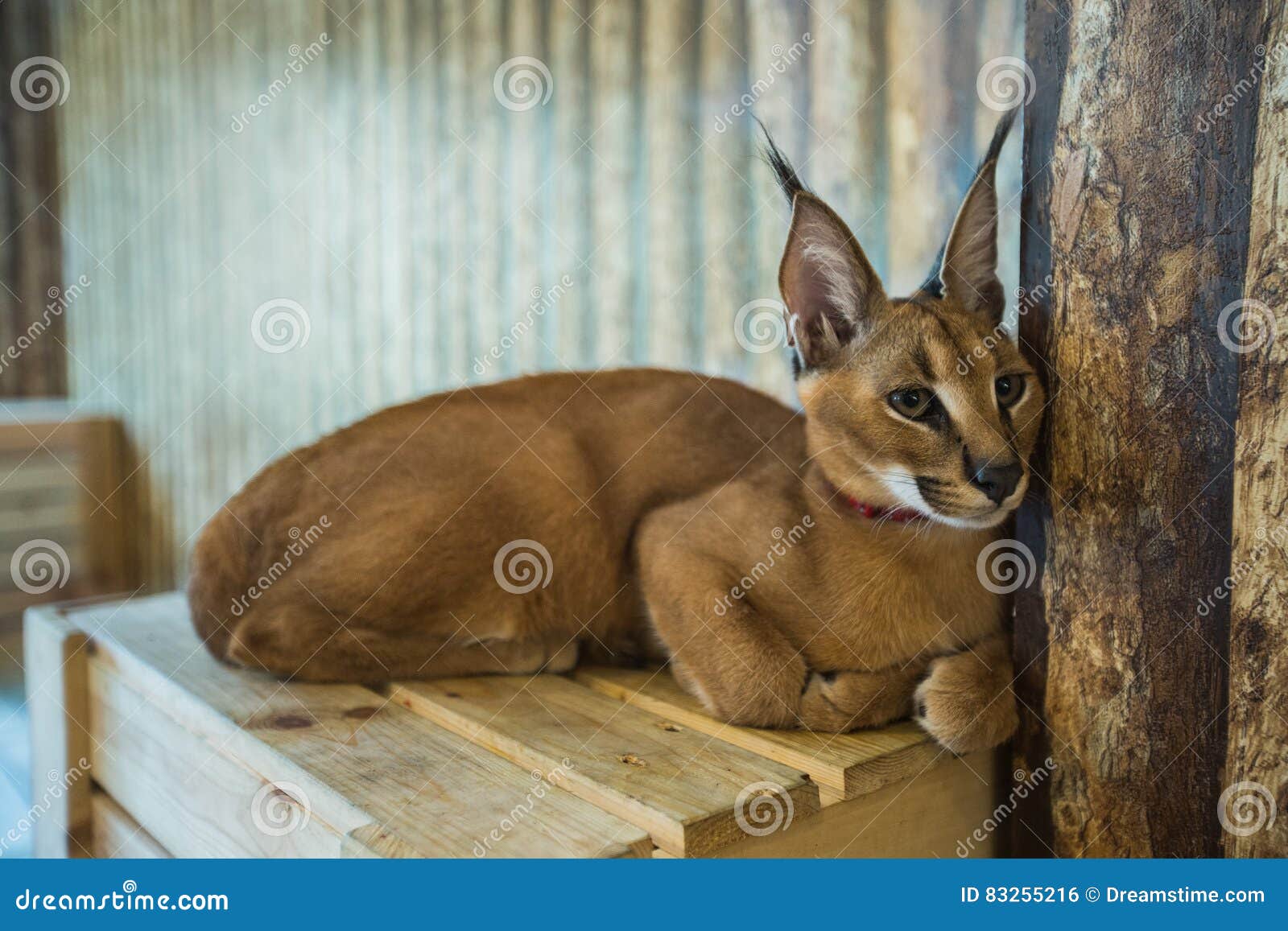 Caracalkat, Grote kat, Kat stock foto. Image of afrikaans - 83255216