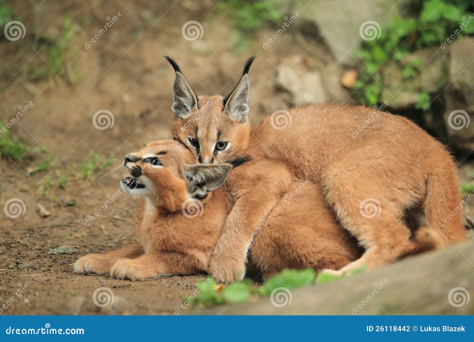 Caracals jovenes foto de archivo. Imagen de juvenil, media - 26118442