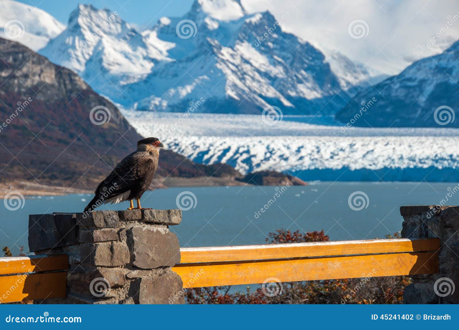 Caracara Bird Posing In Front Of Perito Moreno Glacier, Argentina ...